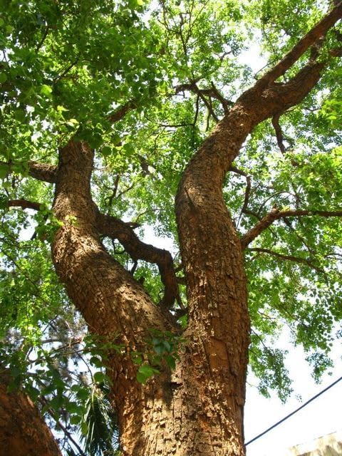 Greenursery Sheesham Sissoo Shisham Sisam Tree Live Plant Indian ...