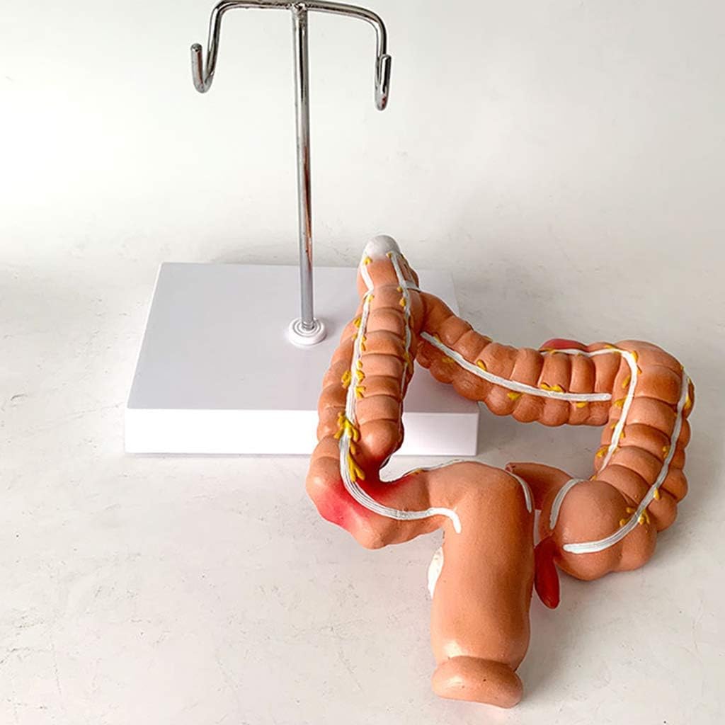 Teaching Model, Human Large Intestine Anatomical Bahrain | Ubuy