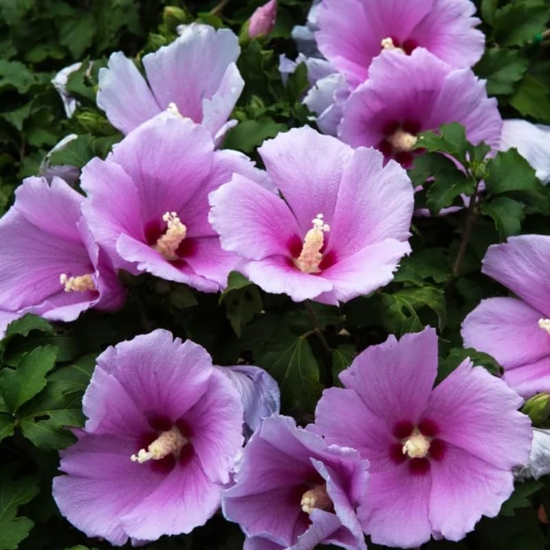Amazon.com : 1 Althea Rose of Sharon Bush Live Plant 8-14 Inch Height ...