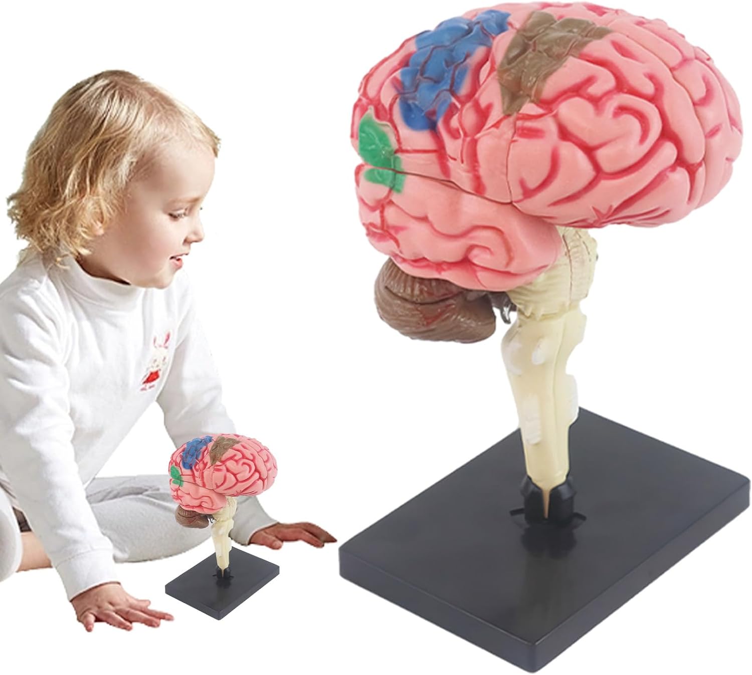 Human Brain Model,Teaching Brain Model Teaching Med Model | Color-Coded ...
