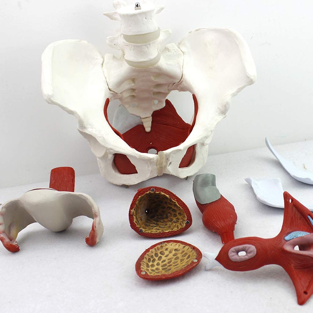 Buy Educational Model Medical Anatomical Pelvic Floor Muscle Model ...