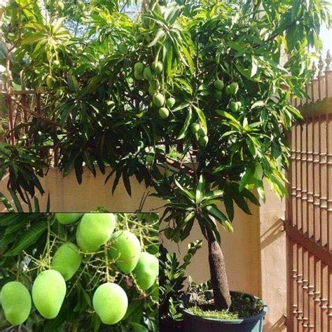 Plantsship Exotic High Yielded,Kobari Mamidi, 1 KG Aam (Grafted) Live ...