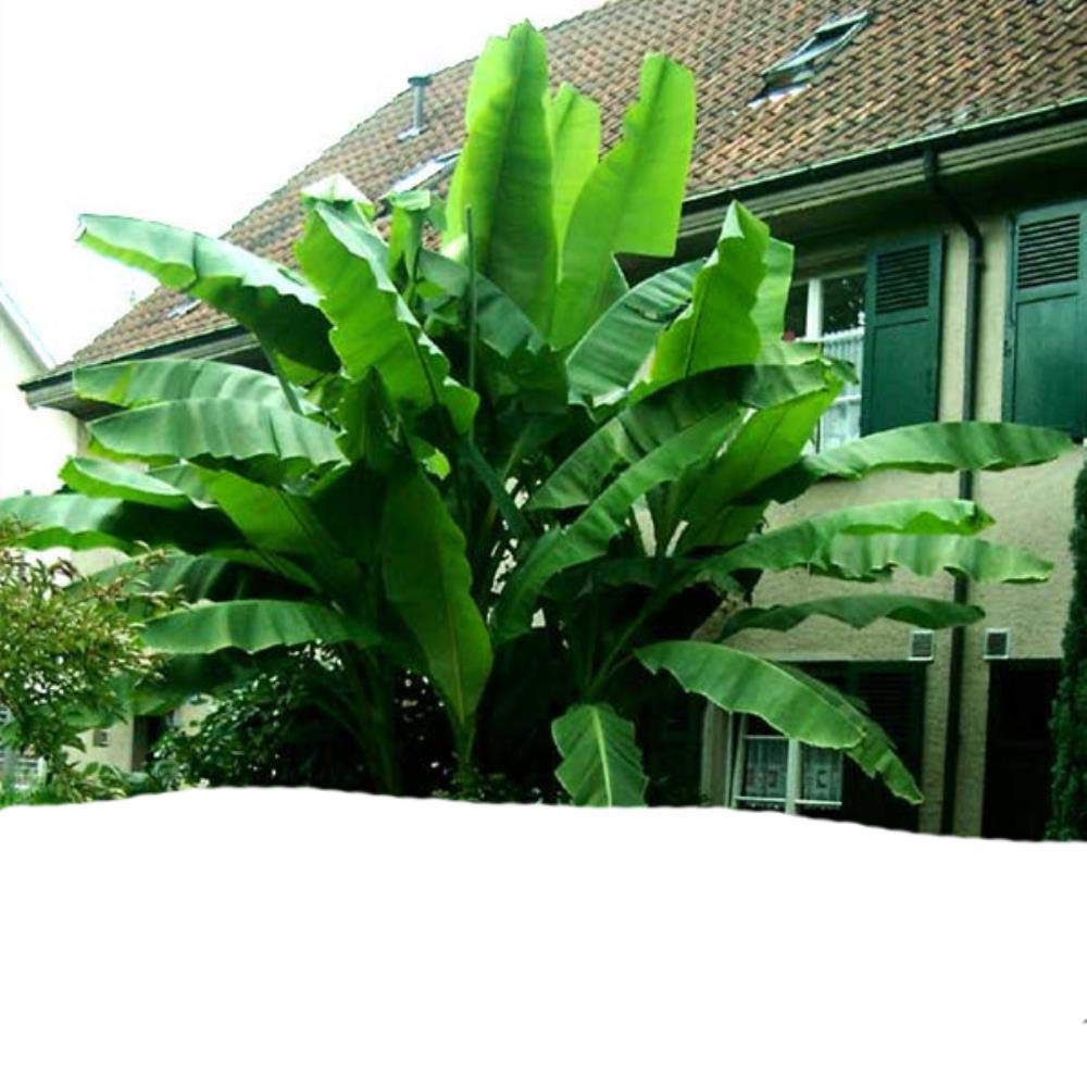 Buy 100/bag Banana Tree Bonsai Fruit Rare Small Mini Hainan Chinese ...
