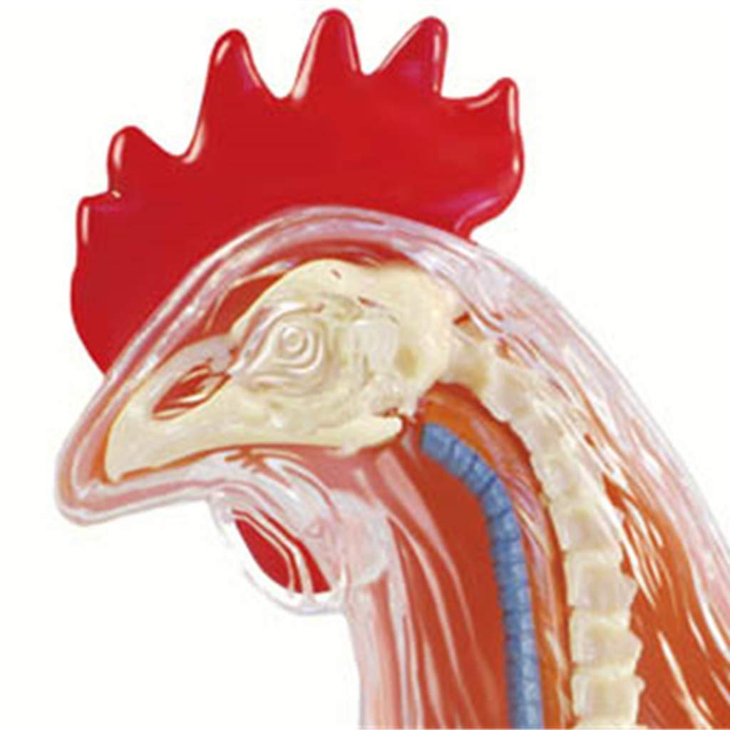 Life Size Chicken Anatomical Model, The Hen Anatomy Model, Detachable ...