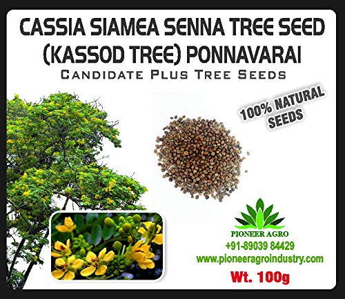Bokashi Bran Cassia Siamea Senna Seeds Ponnavarai (100 g Pack) : Amazon ...
