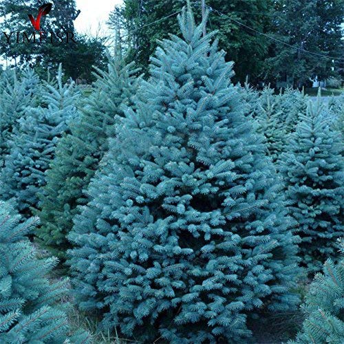 Ornamental Spruce Trees The Best Types Of Evergreen Trees And How To