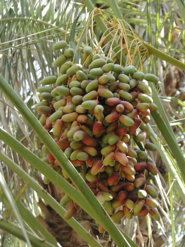 Indian Arabian Dates Tissue Culture Dates plant 1 healthey : Amazon.in ...