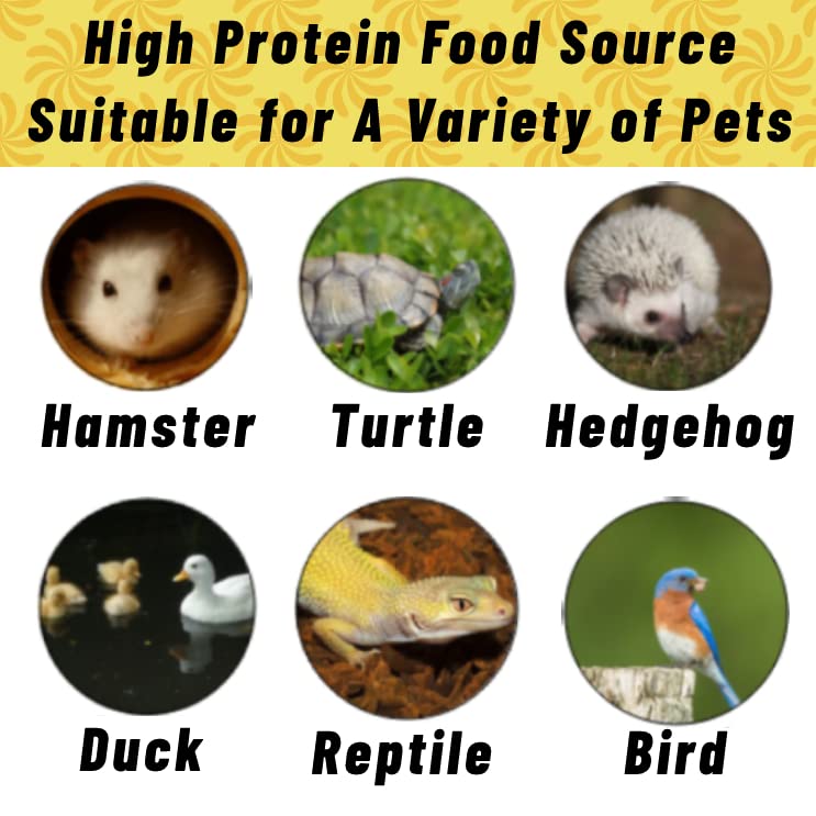 WORMSKING 10LB Dried Mealworms 100% Non GMO, High Protein Meal Worms ...