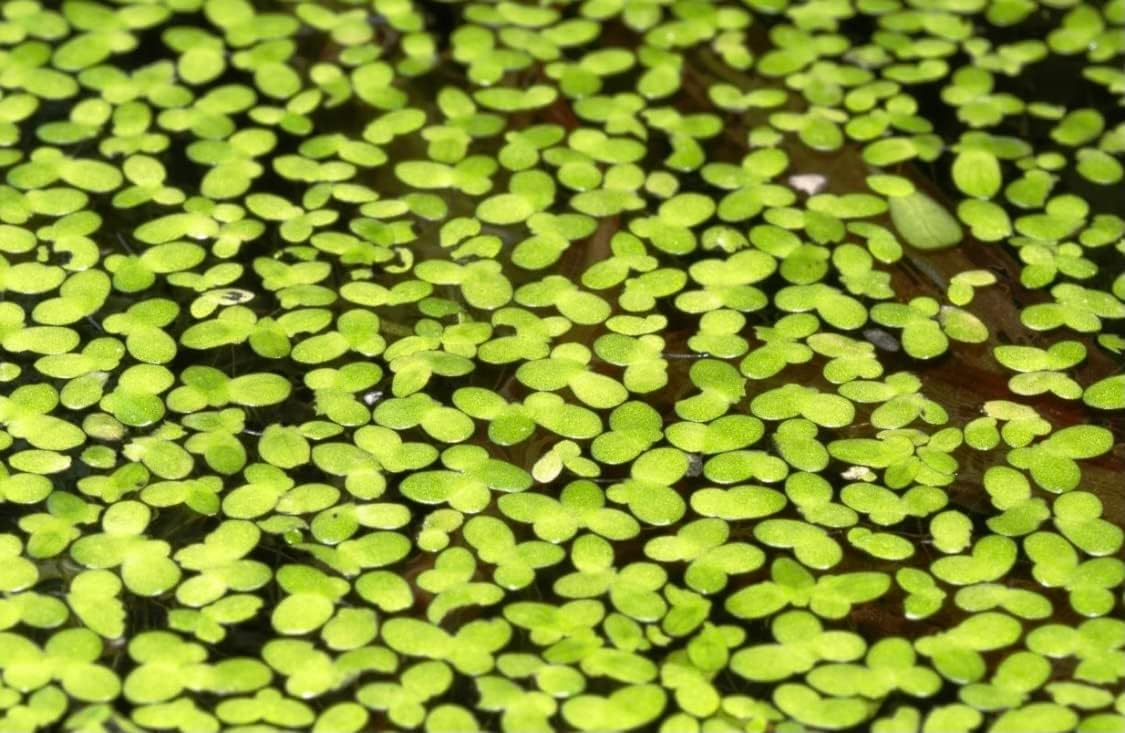 Amazon.com: Marcus Fish Tanks 1,000 Live Duckweed Plants Lemna Minor ...