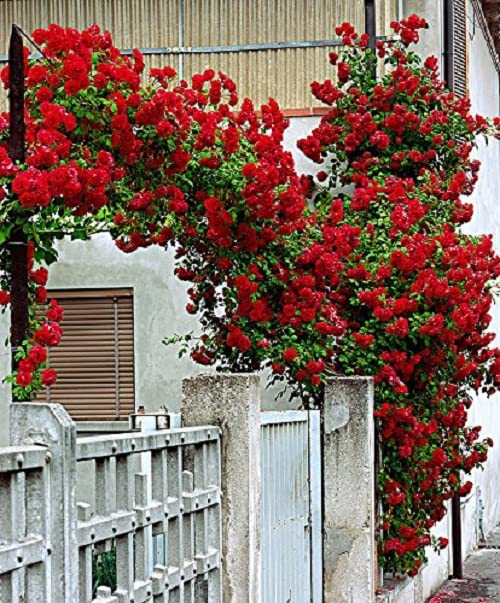 PUSA-281-Garden Rare Dark Red Climbing Rose Seeds Rosa Multiflora ...