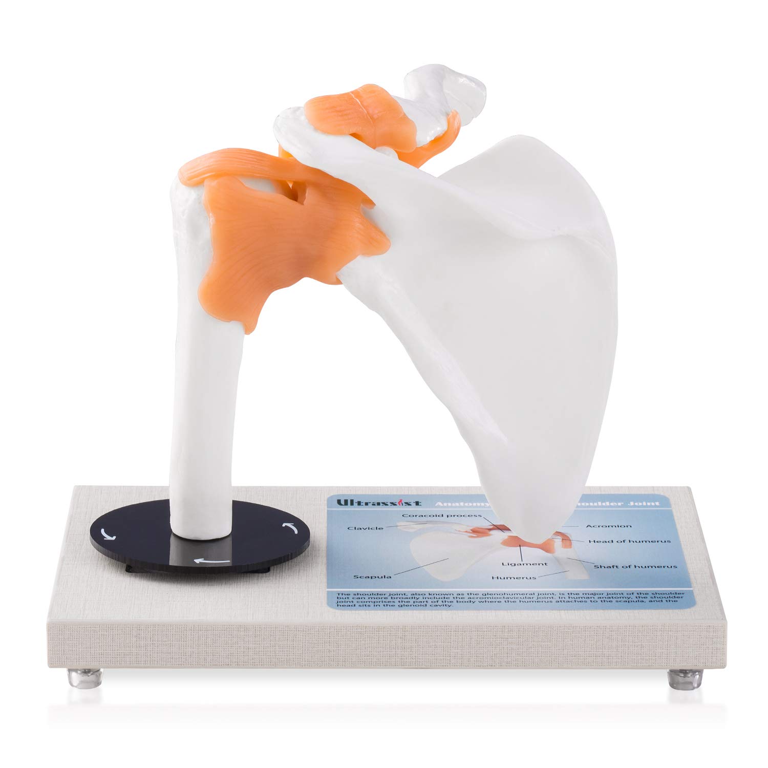 Buy Ultrassist 360 Degree Rotatable Human Shoulder Joint Skeleton Model ...