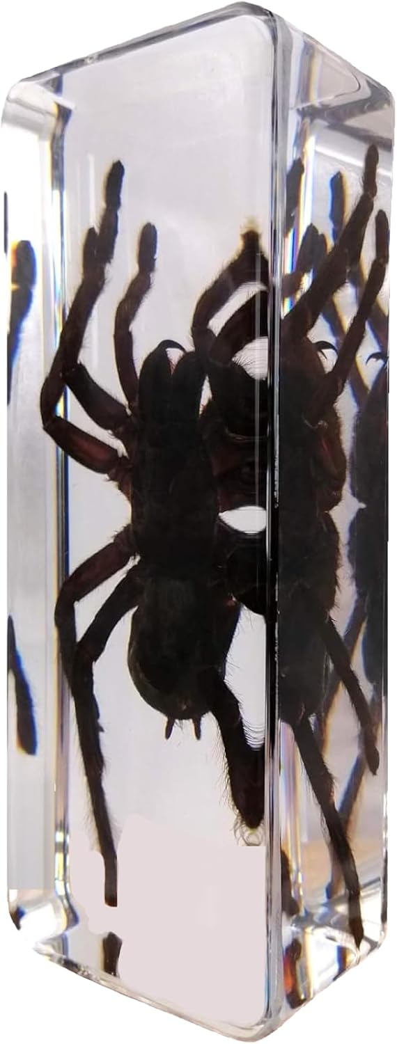 DRXRD Real Spider Taxidermy, Specimen Tarantula in Transparent Resin ...