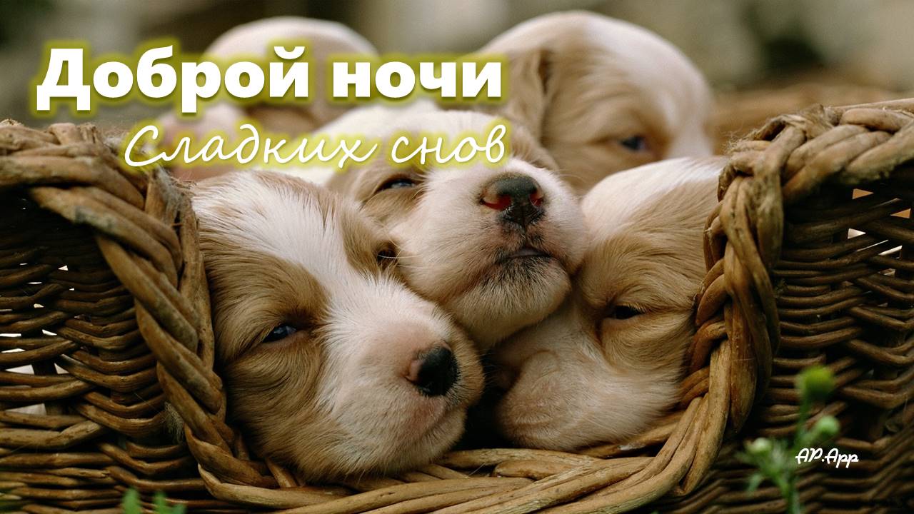 Russian Good Morning & Good Night Wishes - Aplicativo na Amazon Appstore