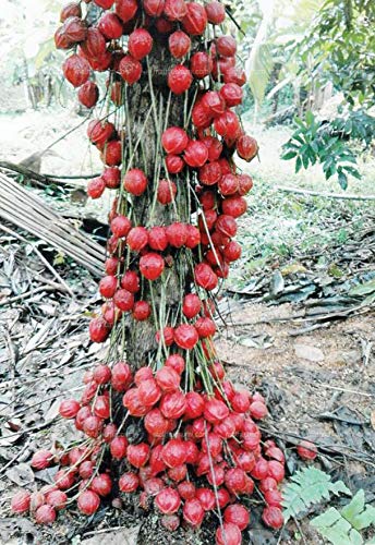 Royal Paradise Garden Rare Mooty Fruit Seedling Live Plant : Amazon.in ...