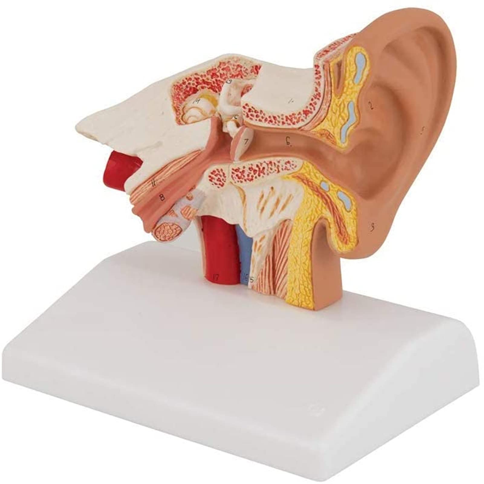 Buy Body Model Ear Model Human Anatomy Model Ear Model For Desktop, 1.5 ...