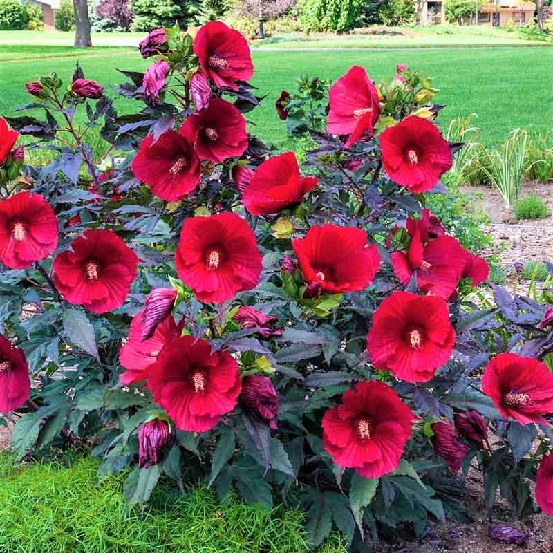 Amazon.com : Hibiscus Live Plant, Bush Hibiscus Red Big Flower Hardy 2. ...