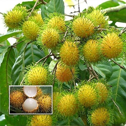 M-Tech Gardens Grafted Exotic Fruit plant Red Rambutan N18 variety 1 ...