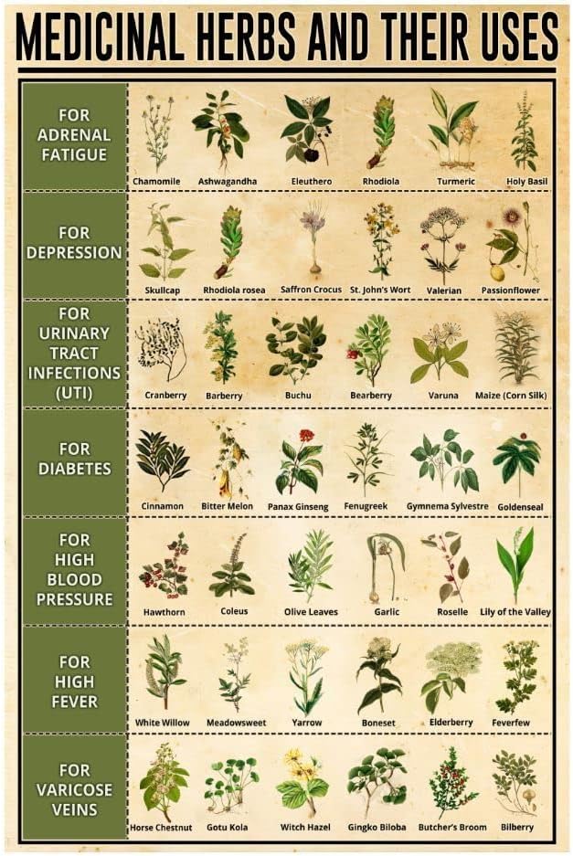Amazon.com: Garden Medicinal Herbs and Their Uses Poster Metal Tin Sign ...