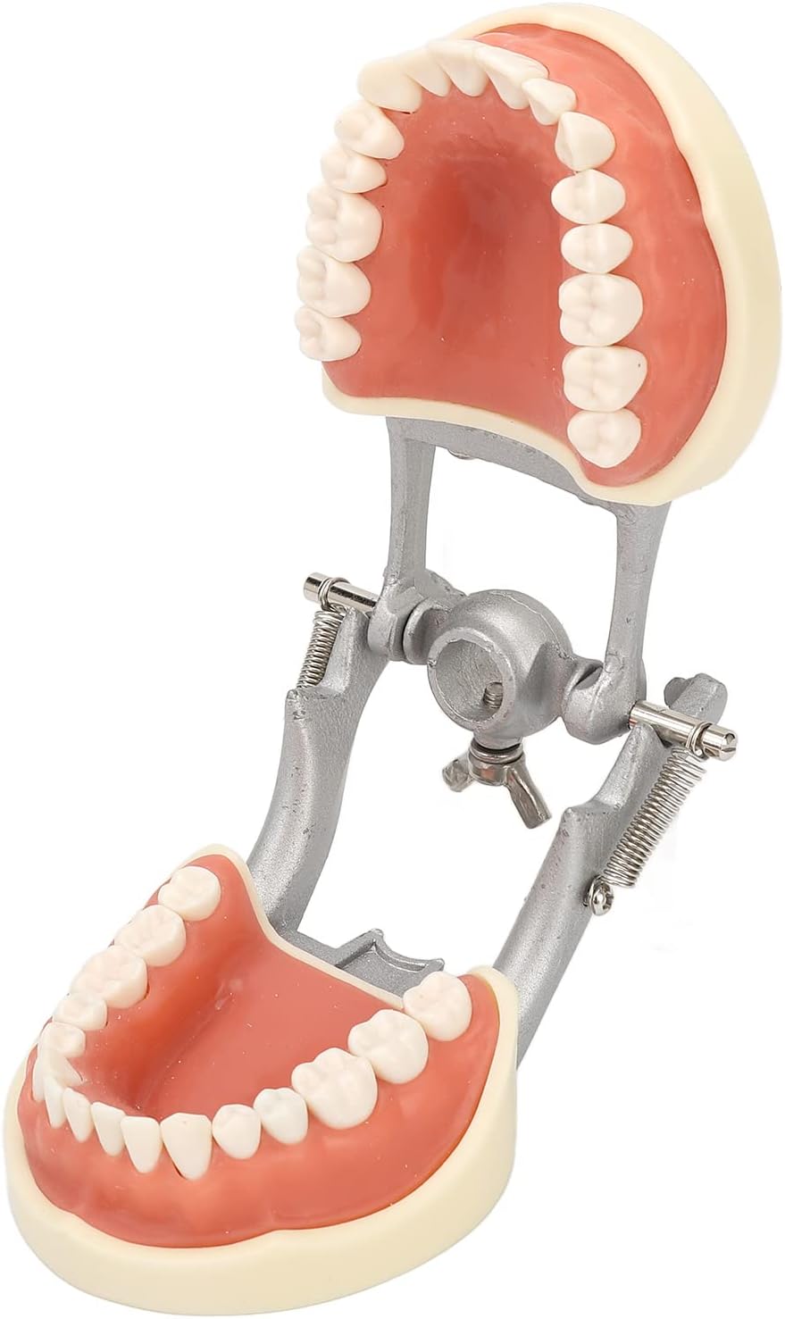 Standard Teeth Model, Dental Teaching Standard Typodont Demonstration ...