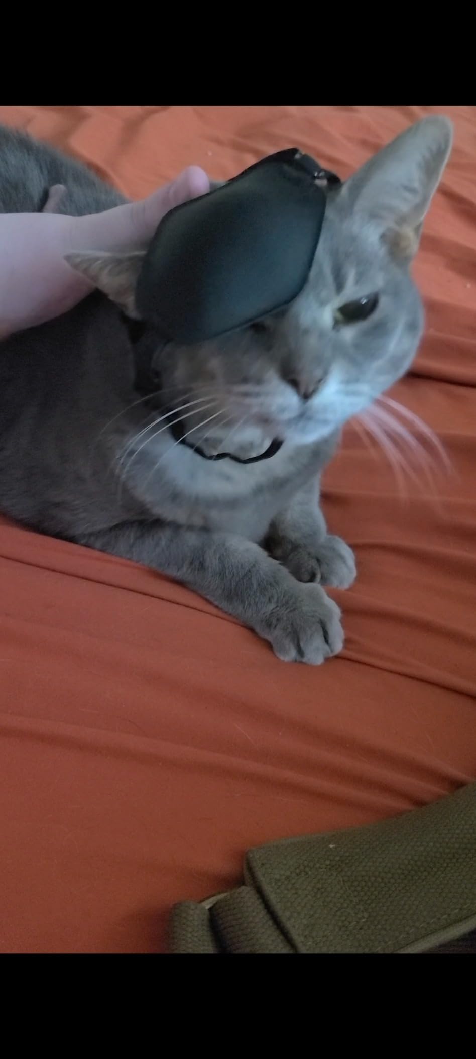 Amazon.com : YeeBeny Cat Eye Patch, Eye Patch for Cats After Surgery ...