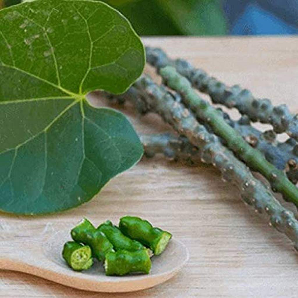 Creative Farmer Live Plant Extensively-Spreading Exotic Rare Giloy ...