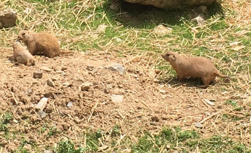 Lewis and Clark: A Prairie Dog for the President (Step Into Reading ...
