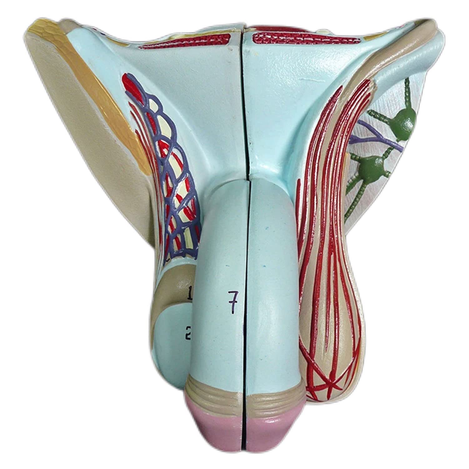Medical Education Anatomy Demo Male Genital Organs Male Pelvis Pelvis ...