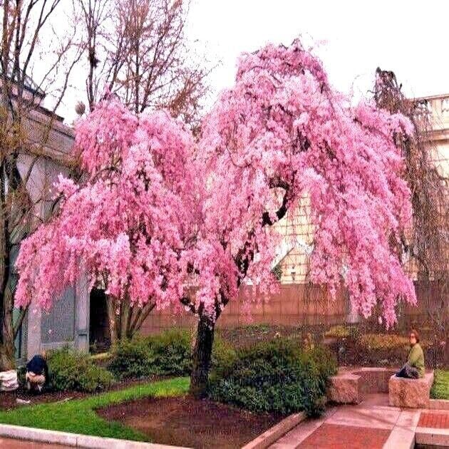 Amazon.com : 5 Seeds Japanese Weeping Sakura Cherry Blossom Flower Tree ...