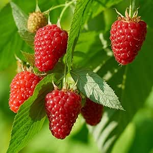 Amazon.com : 2 Red Raspberry Plants Live for Planting, Sweet Raspberry ...