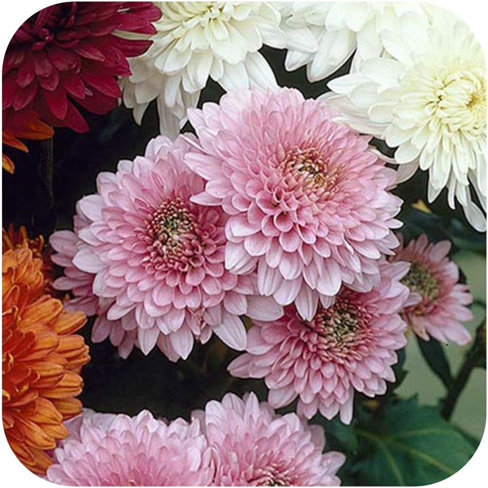 Chrysanthemum Dendranthema Late Spray Beppie Rose Plug Plants x 6 Cut ...