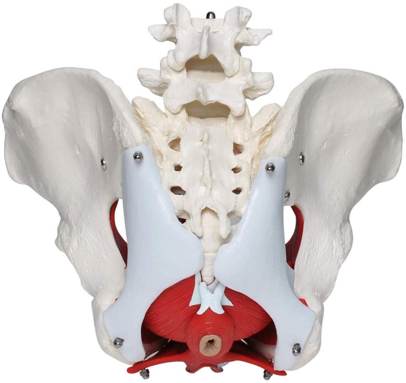 Buy MZXCJJ01 Pelvic Floor Model,Pelvic Model Female with Muscles,Pelvic ...