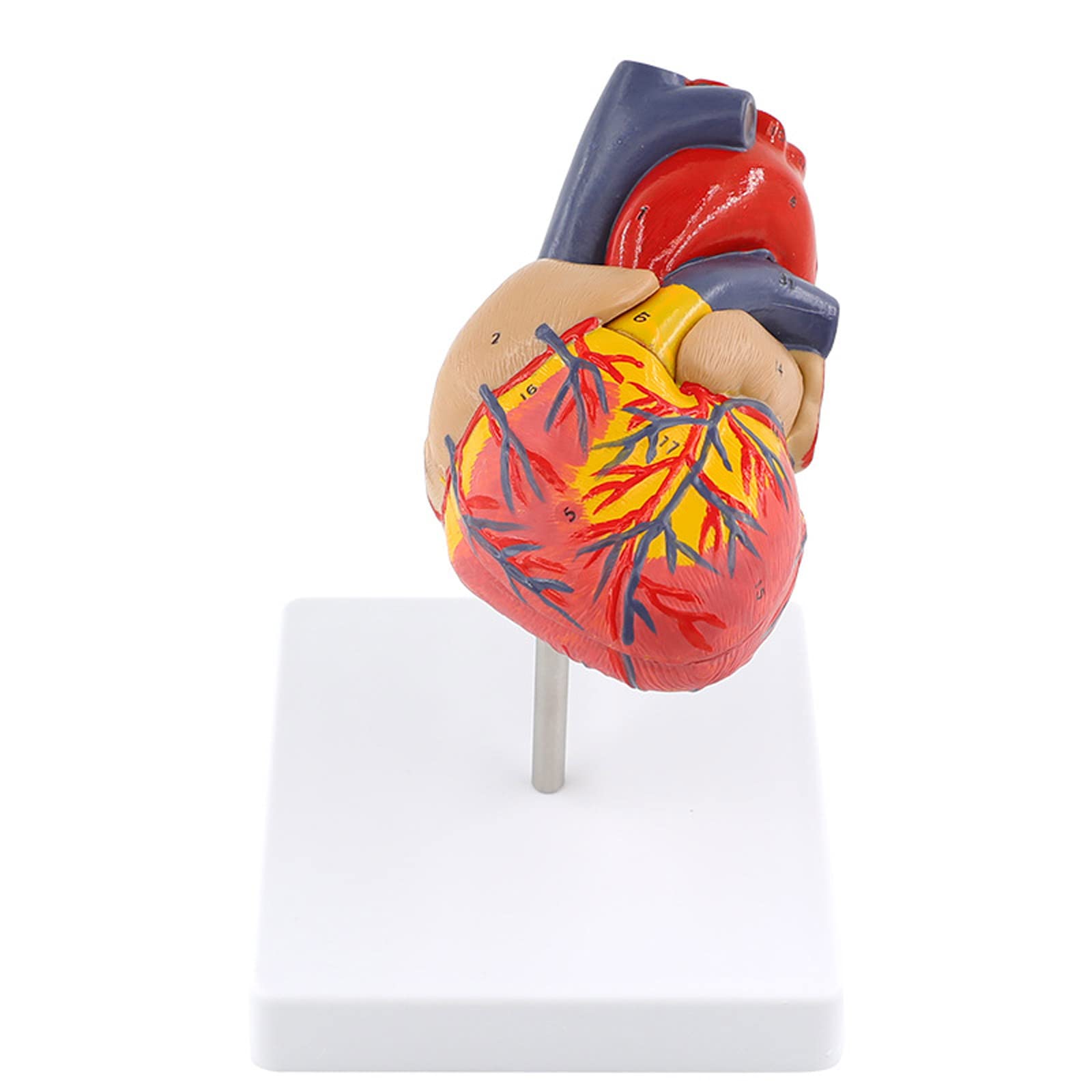 Buy Human Heart Anatomy Model, Medical Learning Educational Display ...