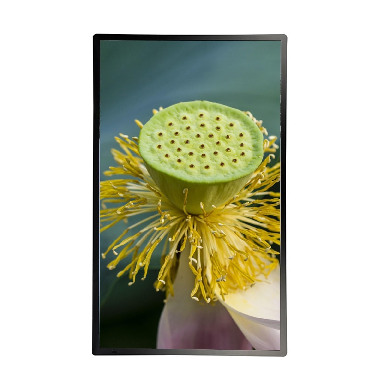 RUIRUME 32 Inch Large Vertical Screen Digital Photo Frame 1920 * 1080 ...