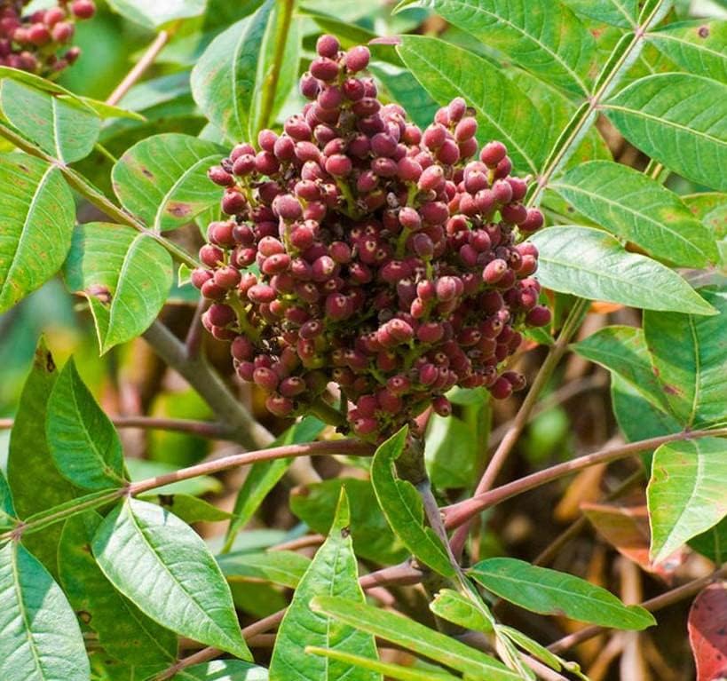 Amazon.com: Rhus copallina (Flameleaf Sumac, Shining Sumac, Dwarf Sumac ...