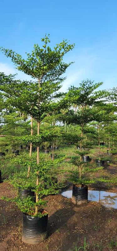 Terminalia mantaly live plant (Pack of 1 Healthy live plant) : Amazon ...