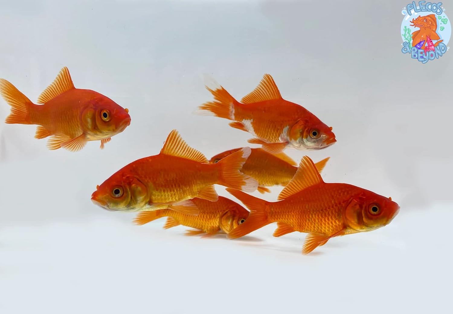 Amazon.com : Goldfish Live Comet Common Goldfish for Ponds, Aquariums ...
