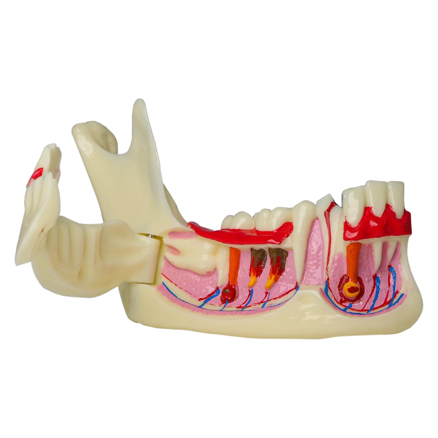 Dental Right Mandibular Hemibone Teeth Model Philippines | Ubuy