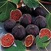 Amazon.com : FIG FRUIT TREE Little Ruby Common Edible Fig LIVE PLANT ...