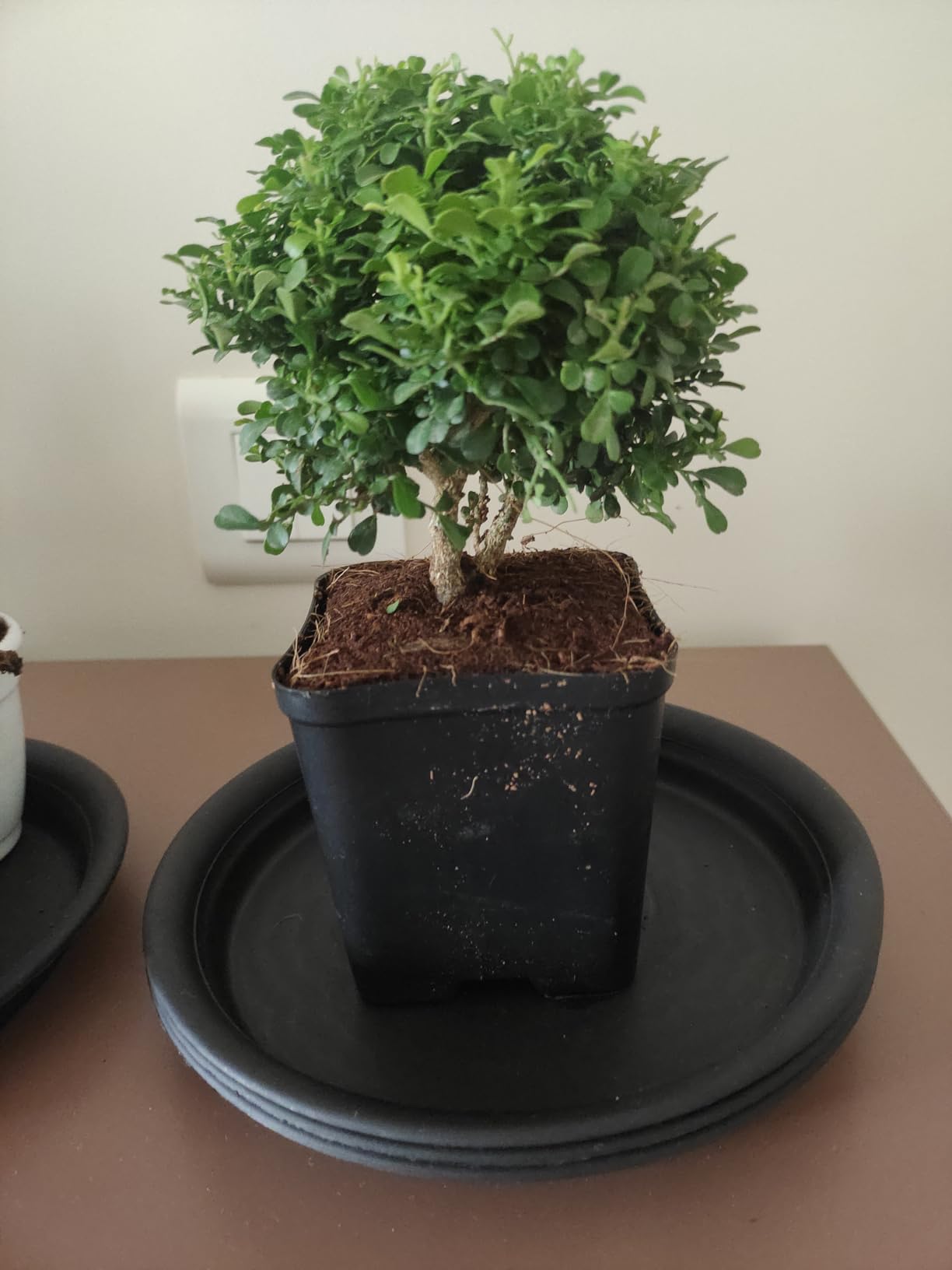 Growing Plants Live Bonsai Bushy Table Kamini tree house plant With ...