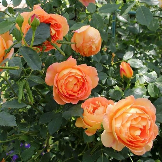 Orange Rose Vine Live चढ़ाई गुलाब Climbing English Veriety Plant ...