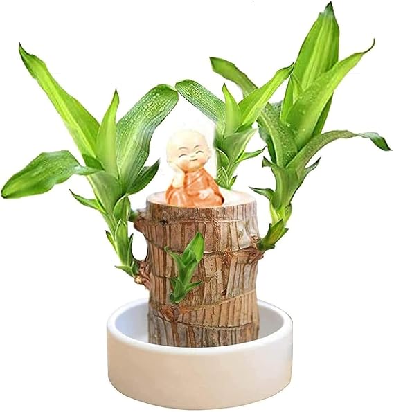 Amazon.com: AOLHXY Brazilian Wood Decor, Live Mini Lucky Bamboo Wood ...