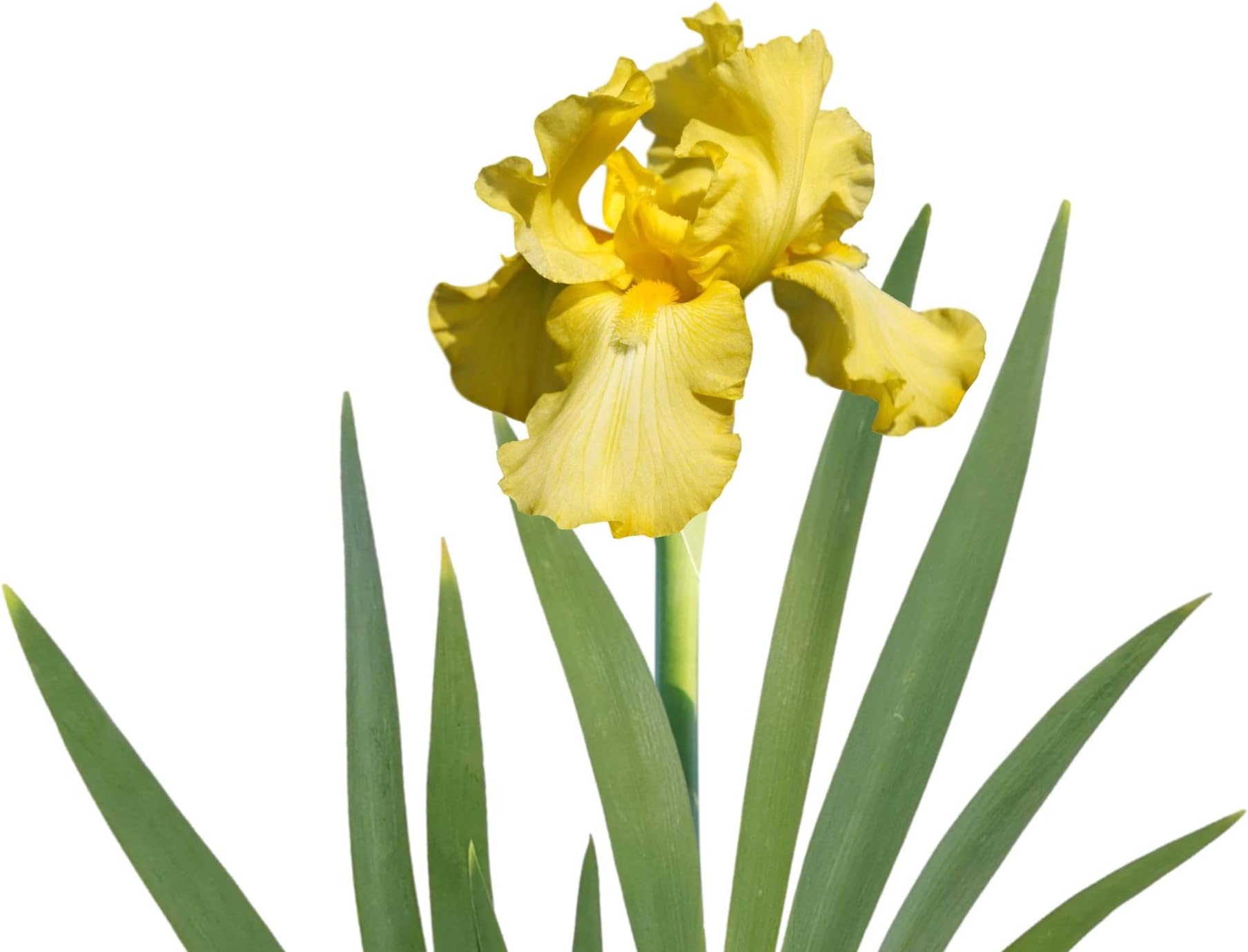 Amazon.com : Blue Buddha Farm - Ghirardelli Square Bearded Iris Bulb ...