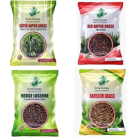 SRI SAI FORESTRY - Cattle Fodder Grass Seeds Kit - Super Napier + Red ...