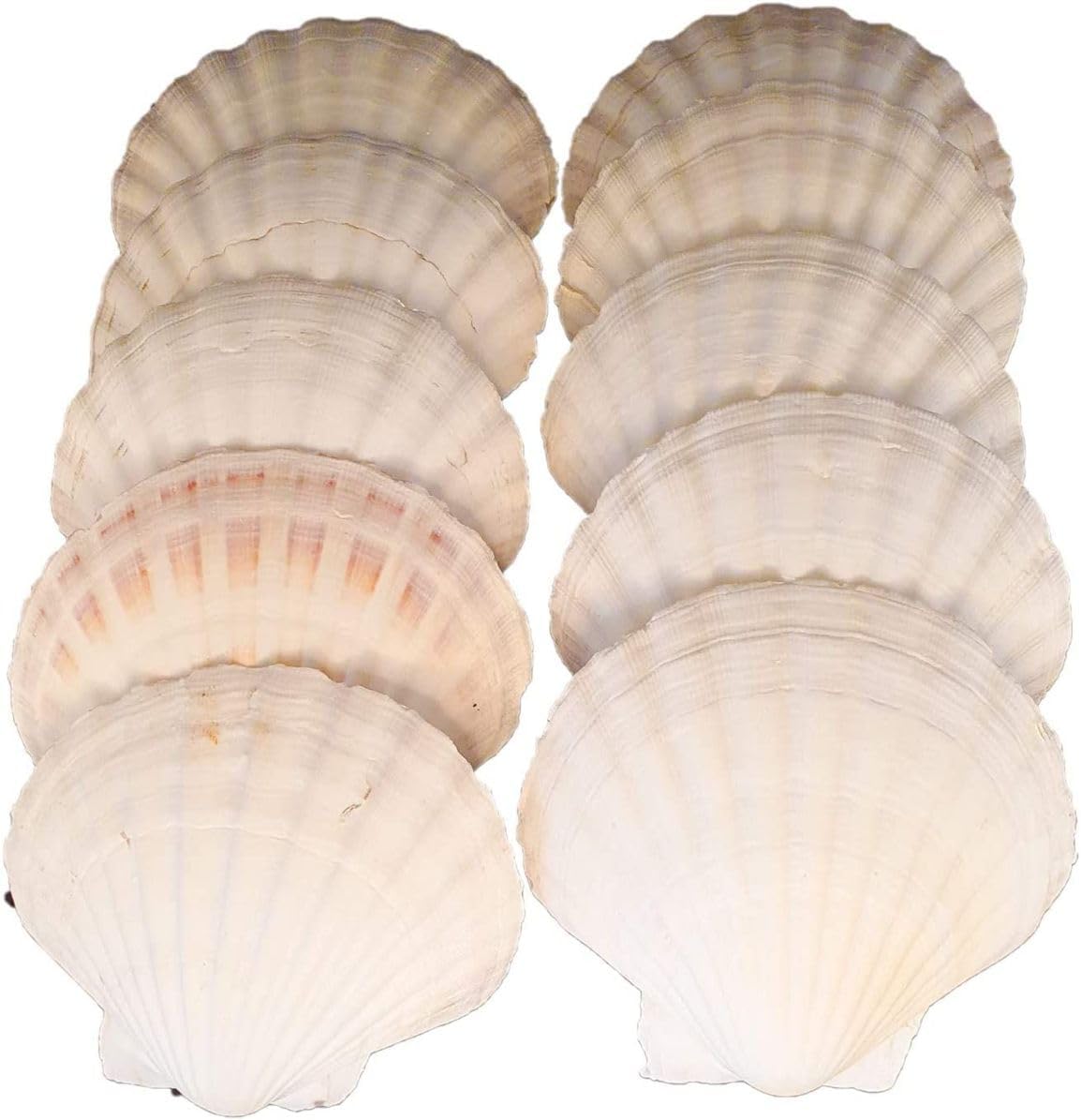 Ssb Extra Large 10 13cm Flat Scallop Shells 10 Pieces | Desertcart UAE