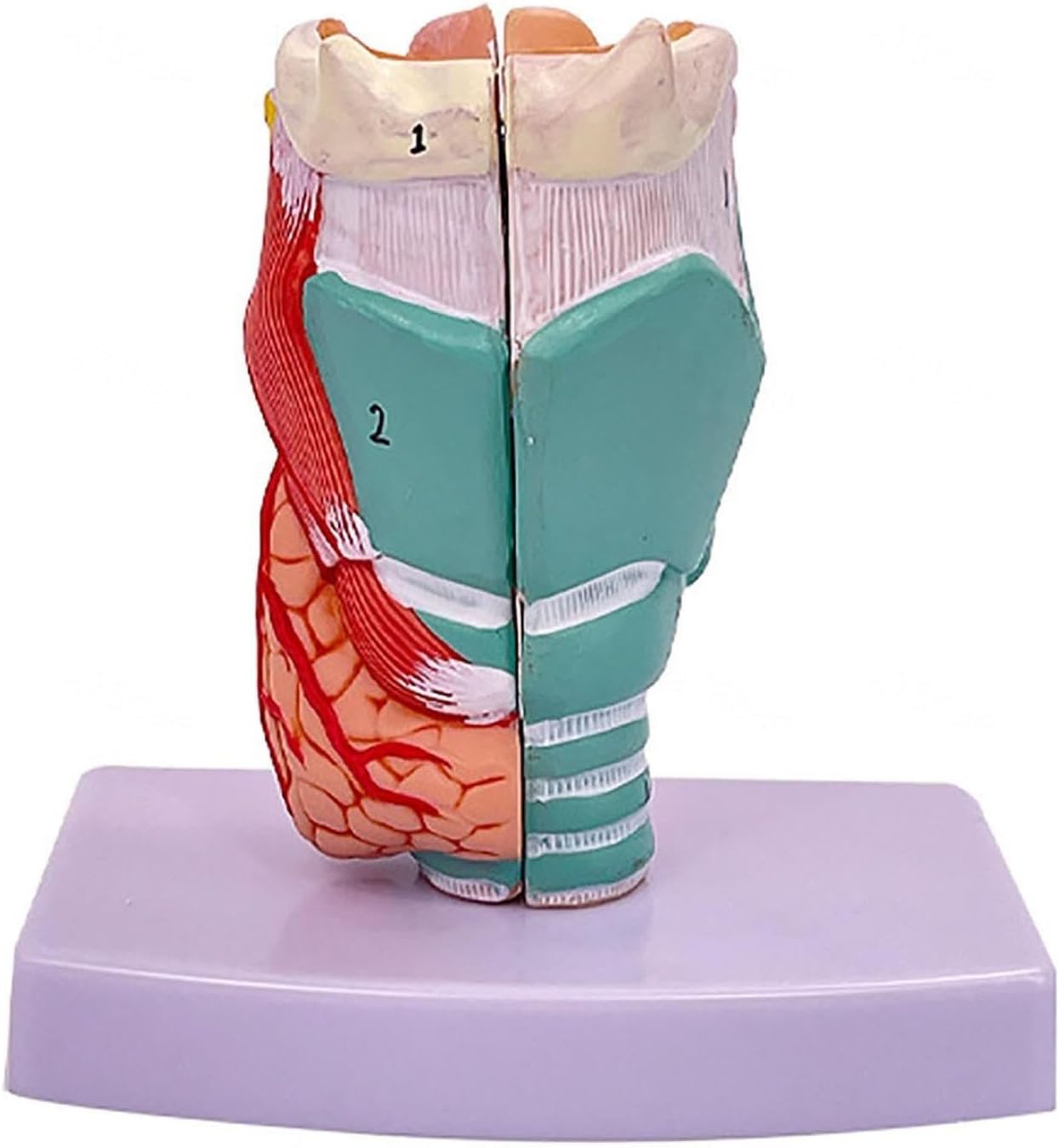 Teaching Model Tools Throat Model Anatomically Accurate Throat Model ...