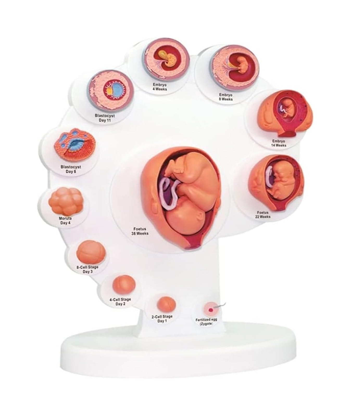 Butkus 4d Fetal Model The Fetus Uterine Embryo Development Model ...