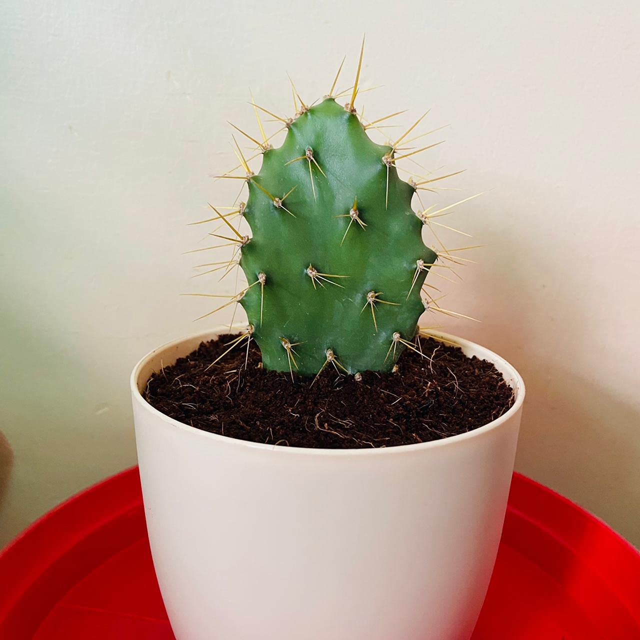 The Roses Garden Nagphani/Nagfani Cactus Small Medicinal Plant With pot ...