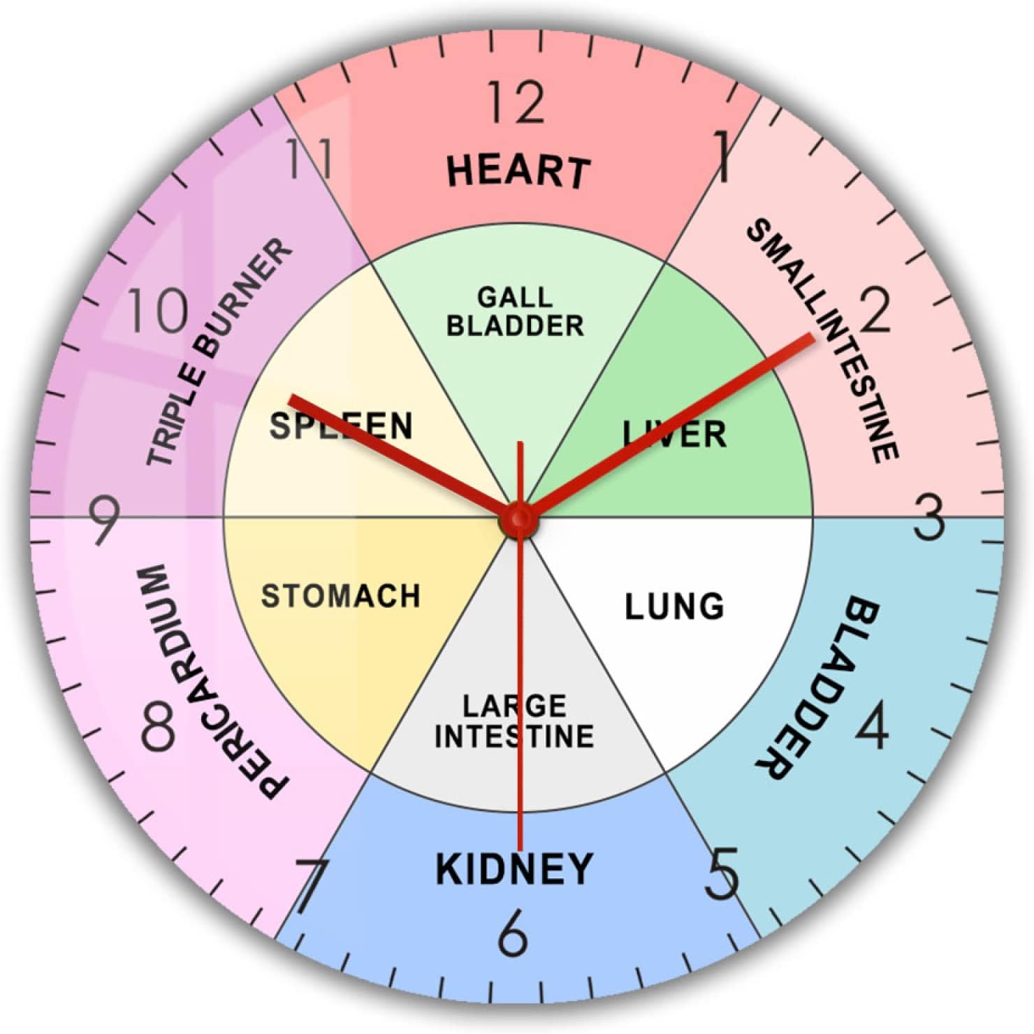 Amazon.com: 12 inch Wall Clock Chinese Organ TCM Body Clock Traditional ...