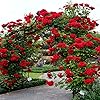 Amazon.com : Climbing Rose Live Plant Well Rooted, No Leaf, Ready to ...