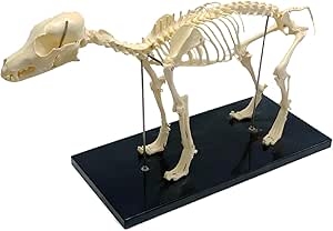 Amazon.com: DRXRD Dog Bones Model, PVC Dog Skeletal Anatomy Model ...